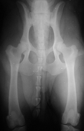 Displasia Coxo-femural :: Labrador